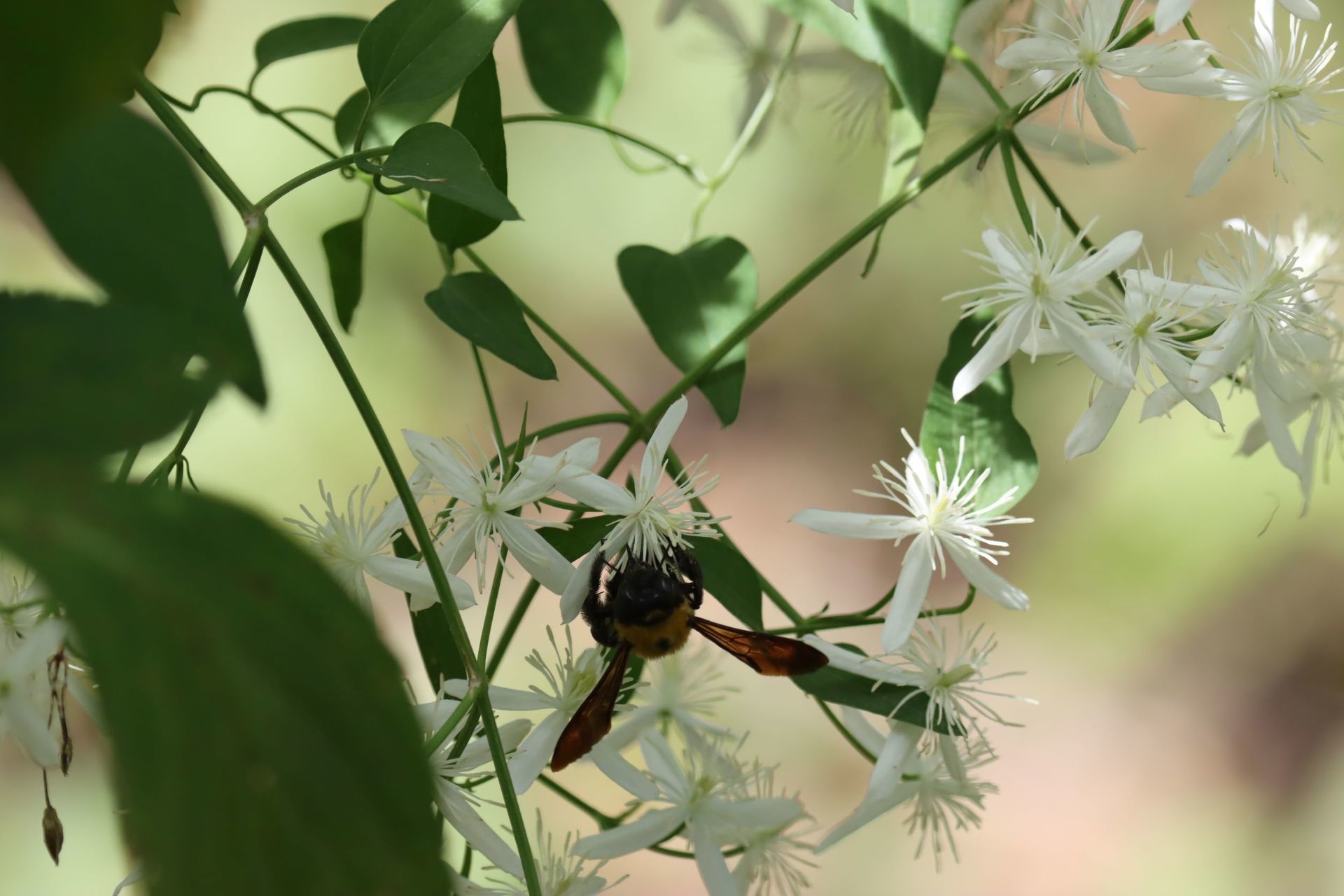 多くの来園者でした！: 東京港野鳥公園ボランティアガイド