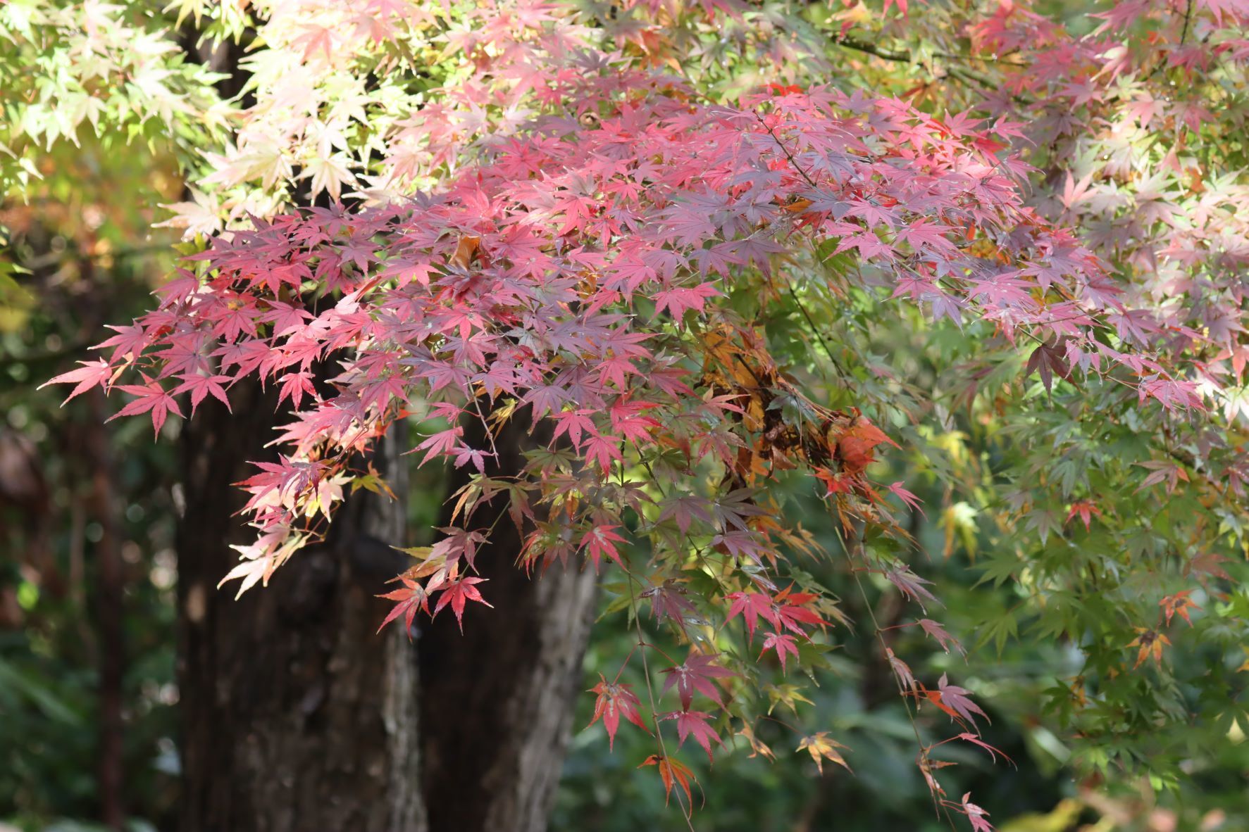 雨の天気予報で来園者の少ない土曜日でした！: 東京港野鳥公園ボランティアガイド
